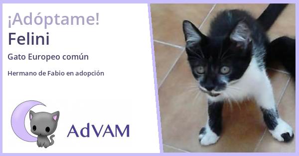 ADVAM Montcada - Ficha de Felini