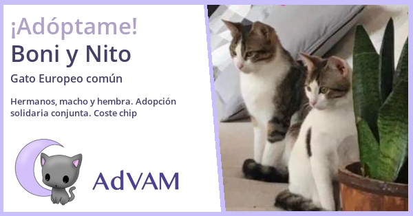 ADVAM Montcada - Ficha de Boni y Nito