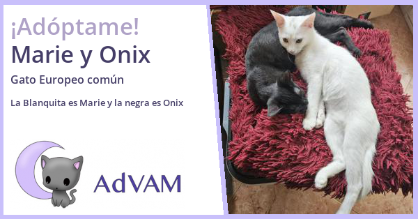 ADVAM Montcada - Ficha de Marie y Onix